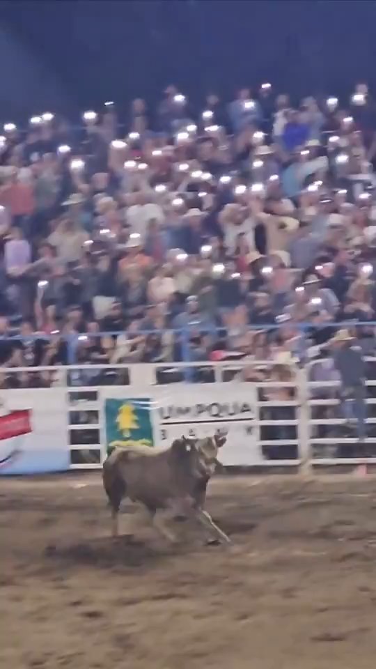 Toro se vuelve loco en el rodeo y se lanza sobre el público, corneando ...