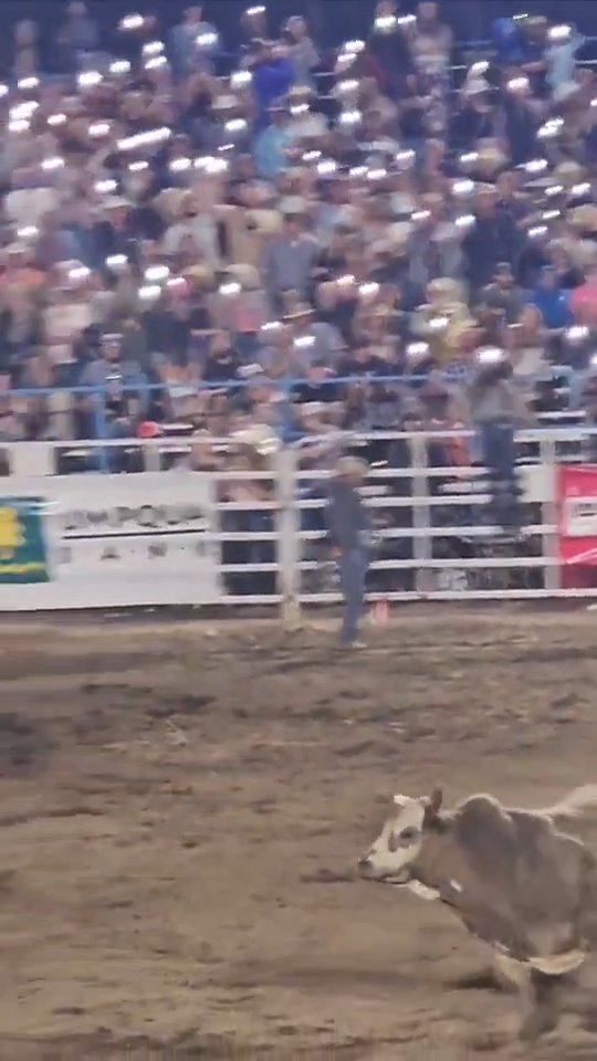 Toro se vuelve loco en el rodeo y se lanza sobre el público, corneando ...